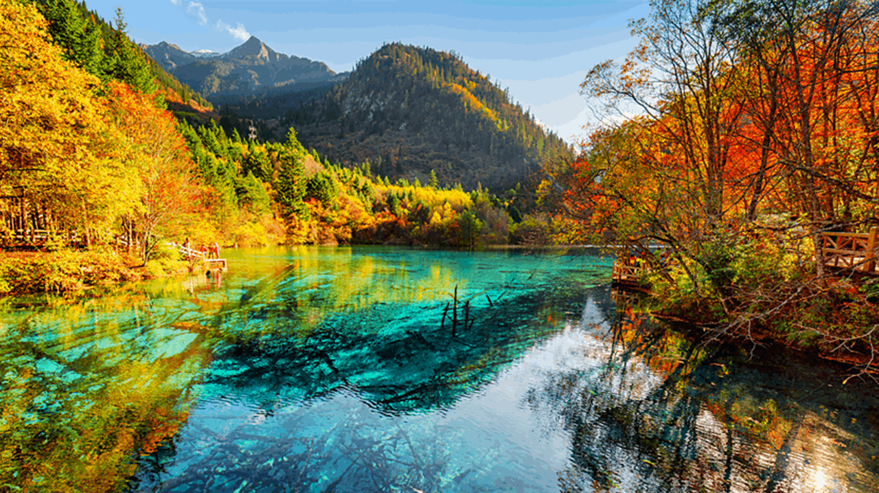 The 10 most beautiful forests in the world | Latest